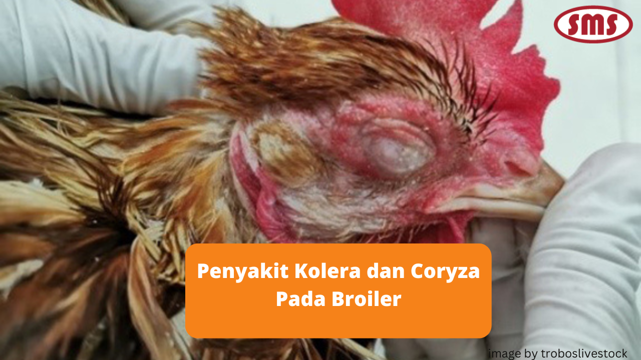 Kenali dan Segera Obati Kolera dan Coryza Pada Broiler