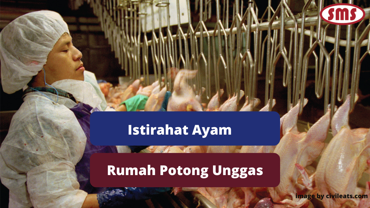 Inilah Alasan Penting Pengistirahatan Ayam Sebelum Pemotongan