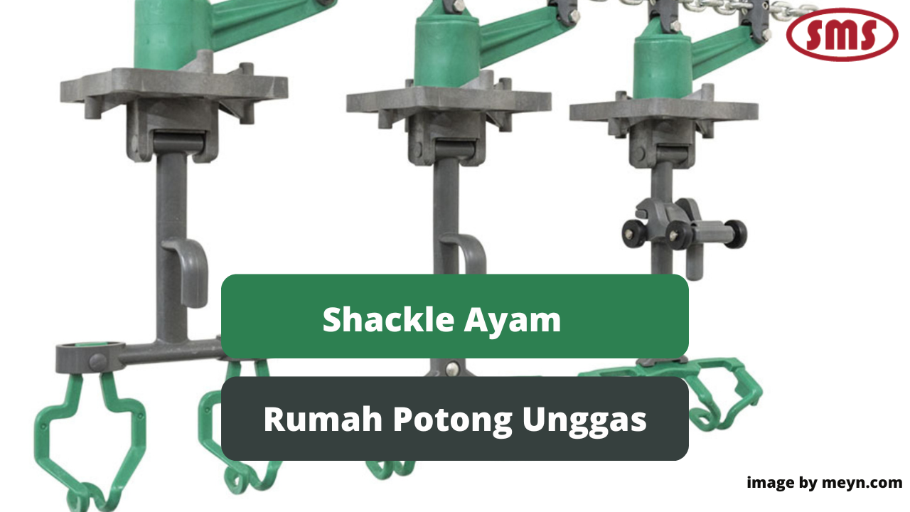 Kenali Shackle Ayam Potong Dalam Industri Rumah Potong Unggas