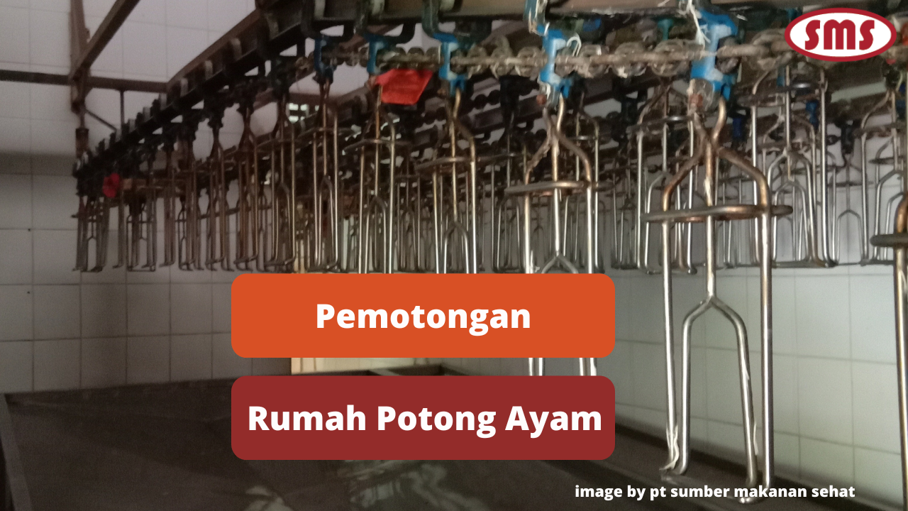 Inilah 7 Tahapan Pemotongan Ayam di Rumah Potong Ayam