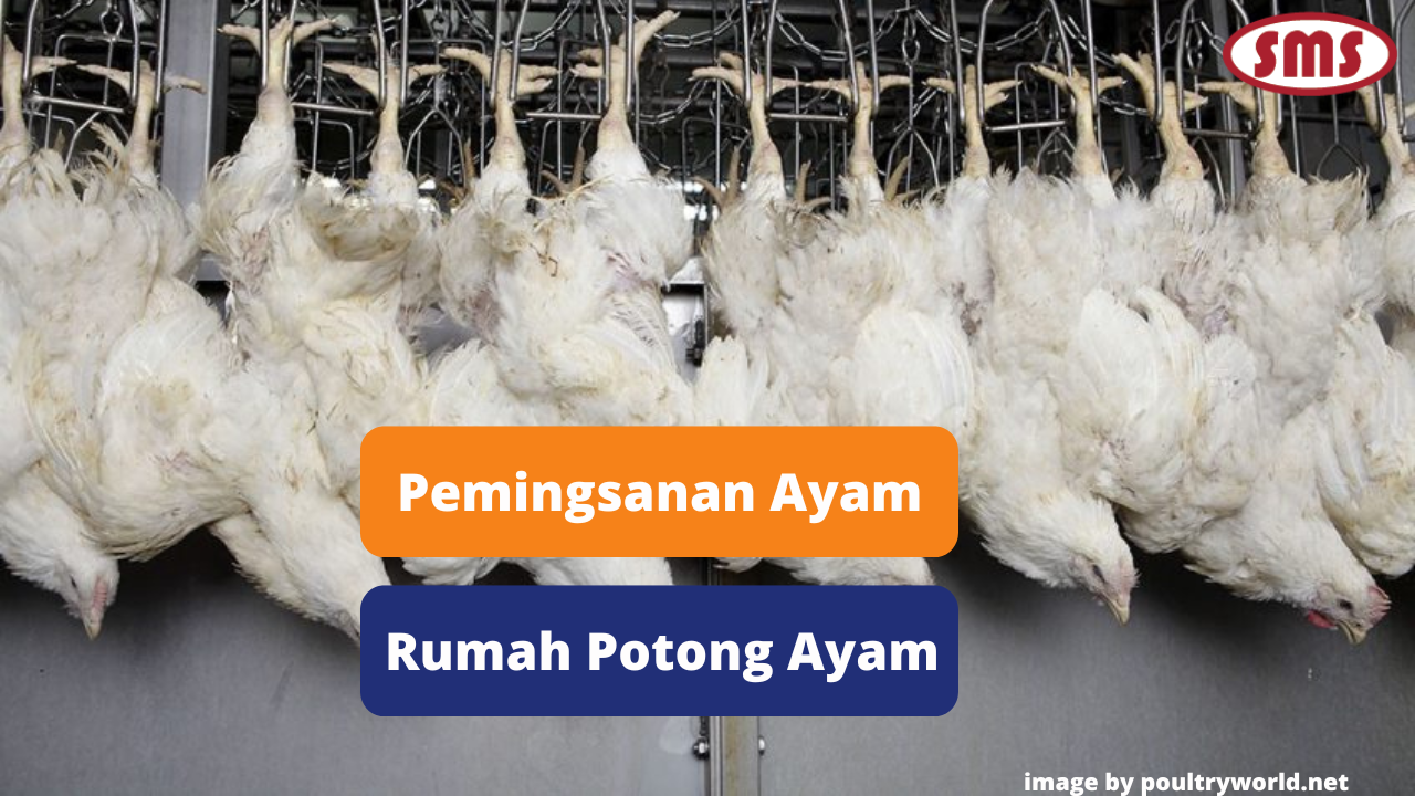 Inilah Proses Pemingsanan Ayam Broiler di Rumah Potong Ayam